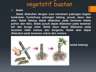 media perkembangbiakan vegetatif pada tumbuhan | PPT