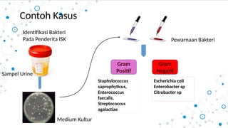 Pewarnaan Diferensial (Gram positif dan Negatif) | PPT