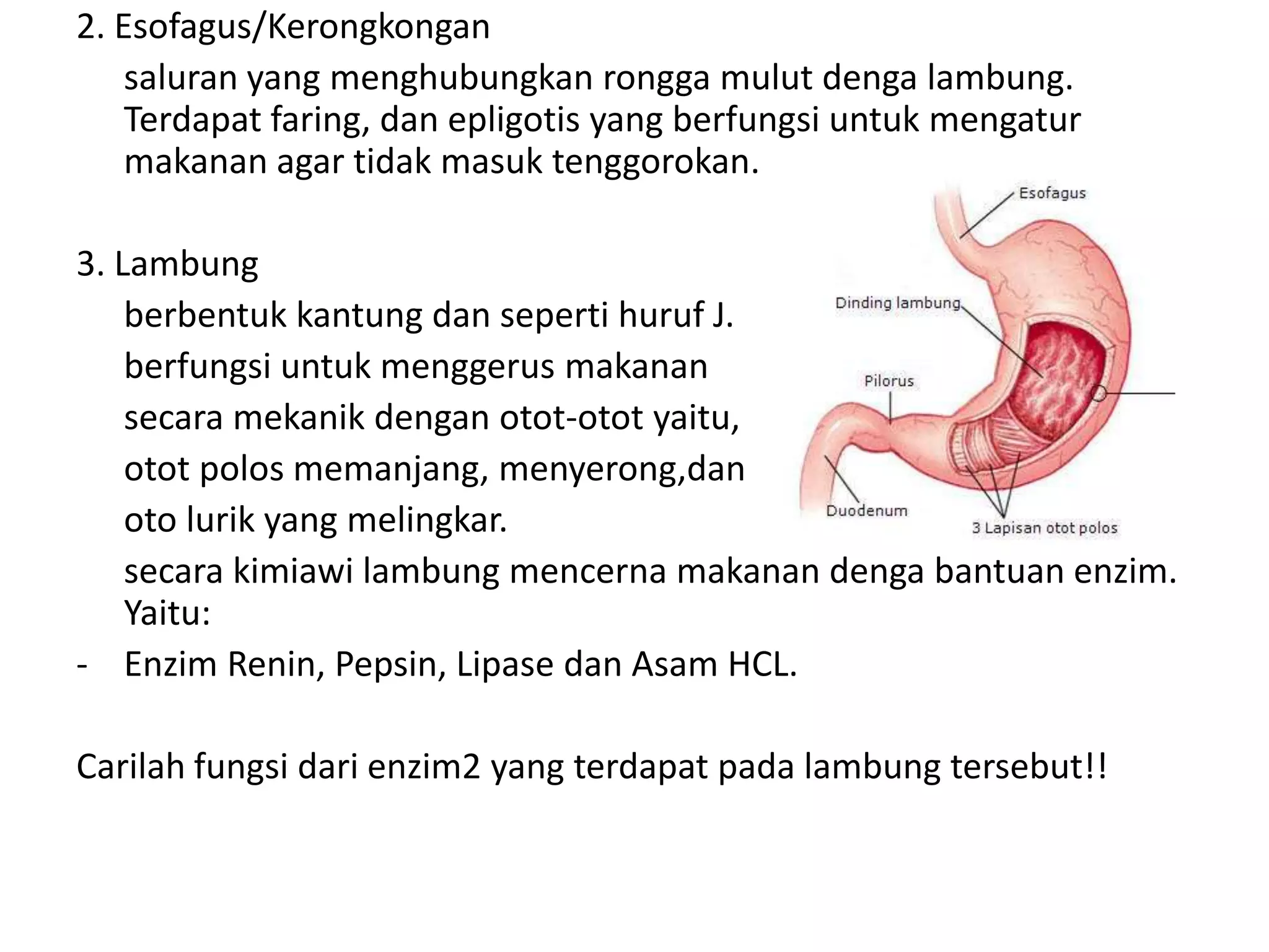 Media ppt sistem pencernaan | PPTX