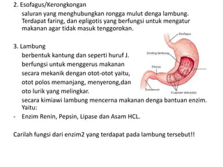 Media ppt sistem pencernaan | PPTX