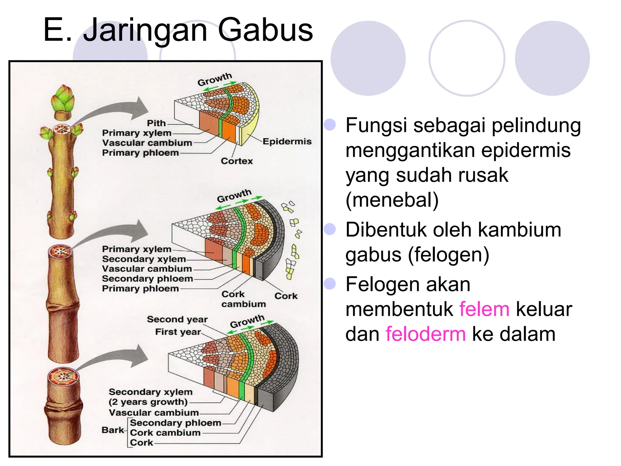 Media PPT Struktur dan Fungsi jaringan Pada Tumbuhan Pidarmawati Zebua.pdf
