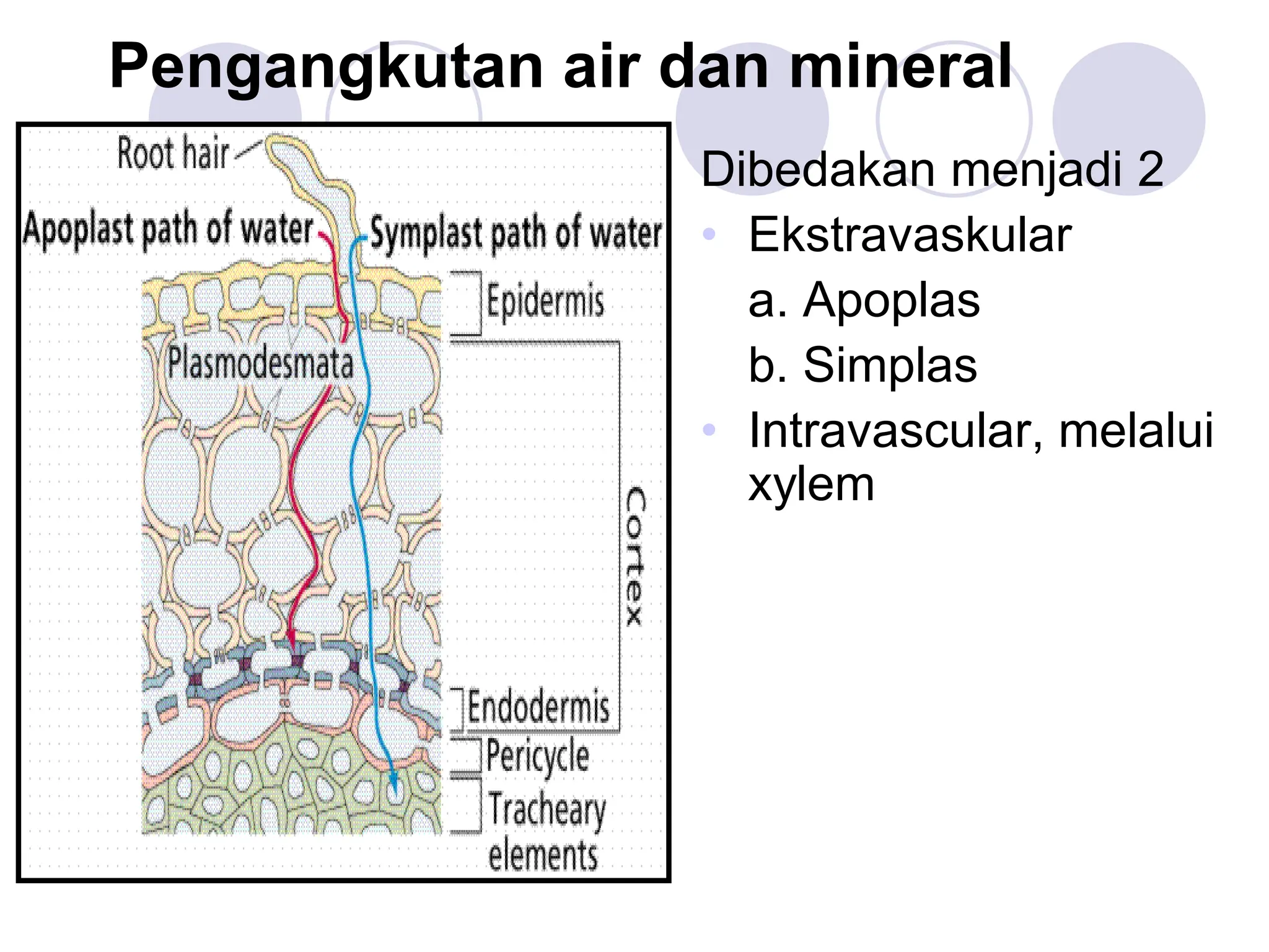 Media PPT Struktur dan Fungsi jaringan Pada Tumbuhan Pidarmawati Zebua.pdf