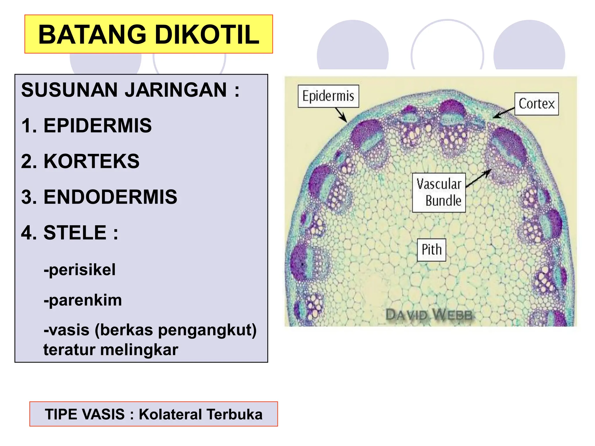 Media PPT Struktur dan Fungsi jaringan Pada Tumbuhan Pidarmawati Zebua.pdf