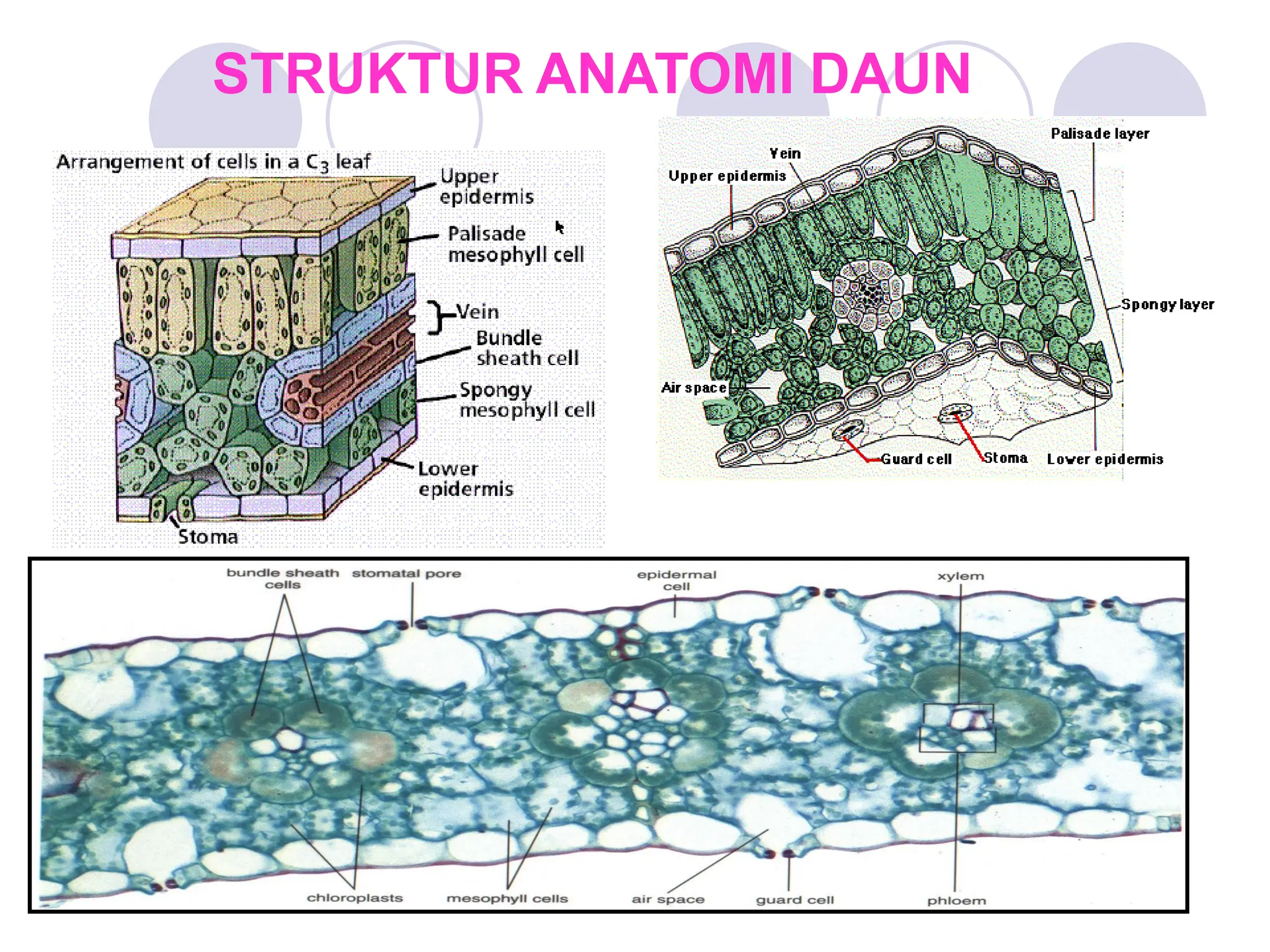Media PPT Struktur dan Fungsi jaringan Pada Tumbuhan Pidarmawati Zebua.pdf