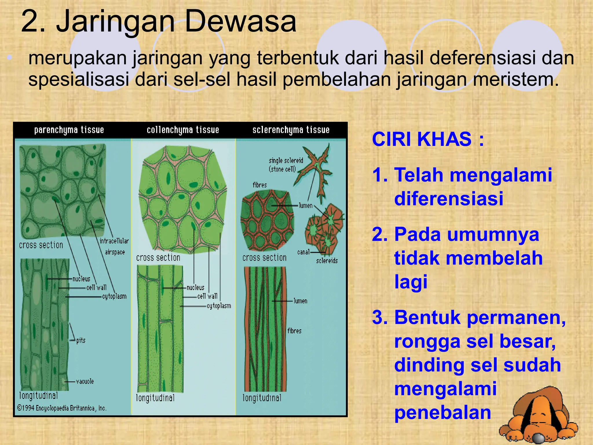 Media PPT Struktur dan Fungsi jaringan Pada Tumbuhan Pidarmawati Zebua.pdf