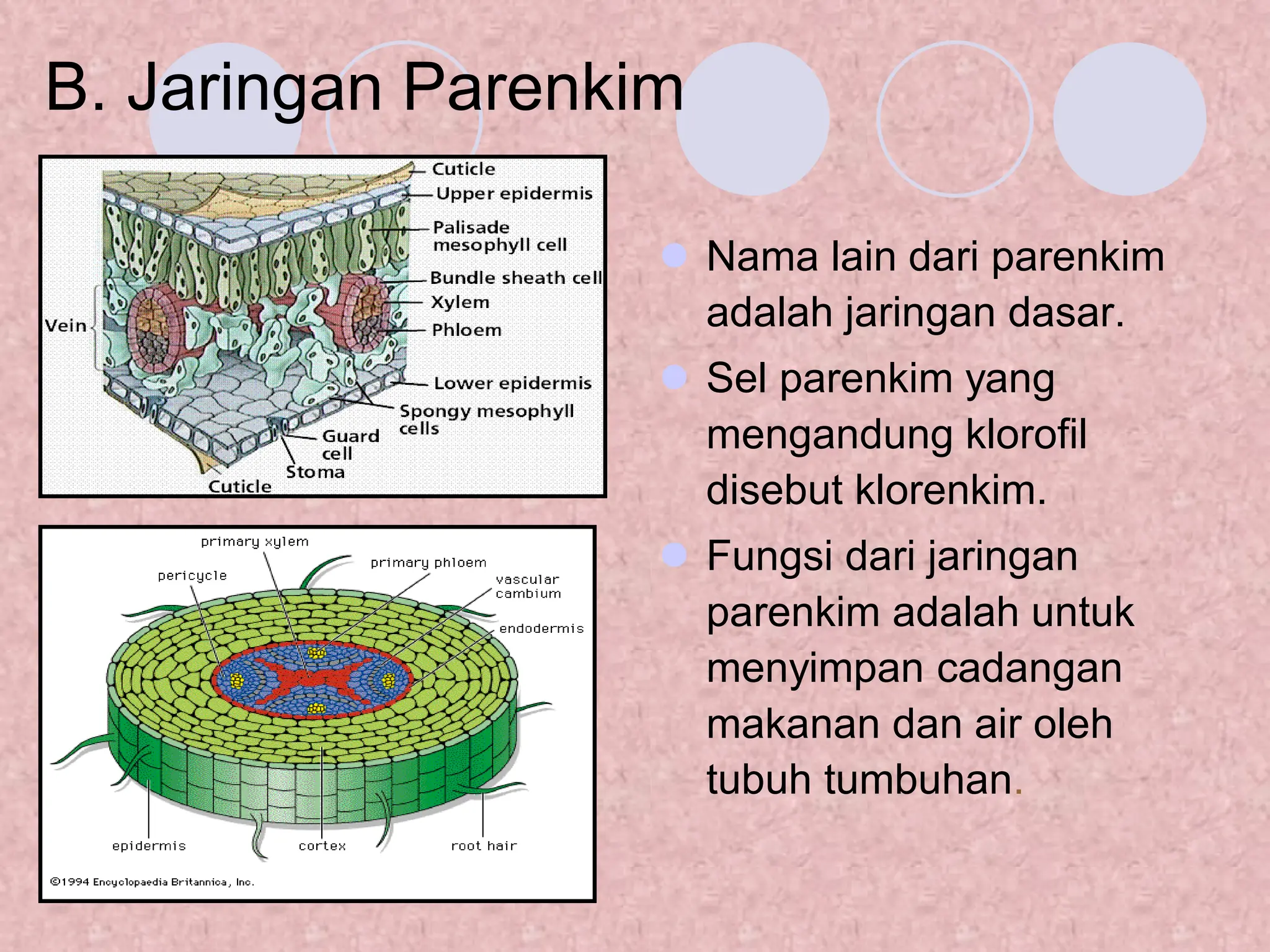 Media PPT Struktur dan Fungsi jaringan Pada Tumbuhan Pidarmawati Zebua.pdf