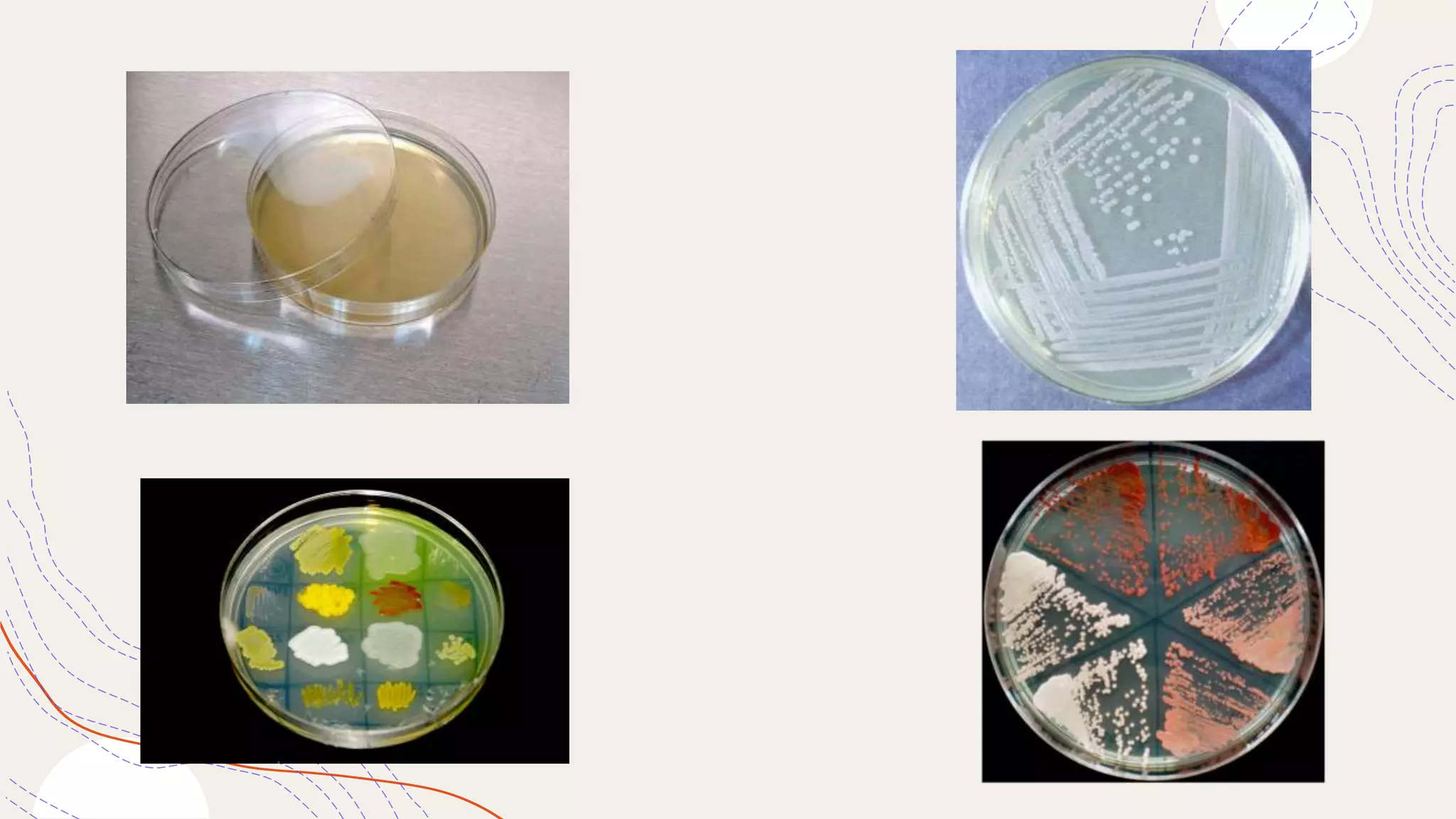 Preparation of bacterial culture media | PPTX