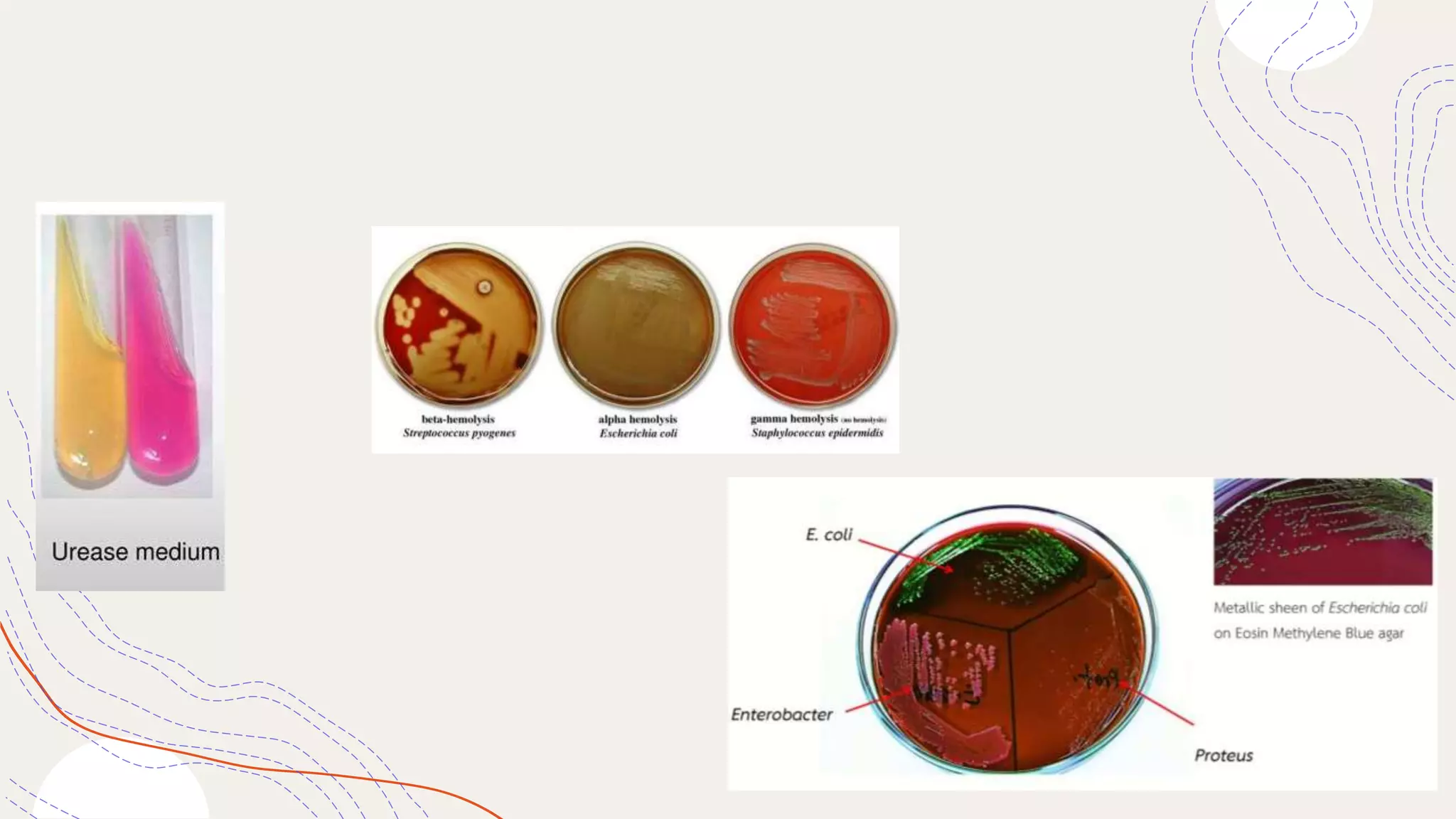 Preparation of bacterial culture media | PPTX