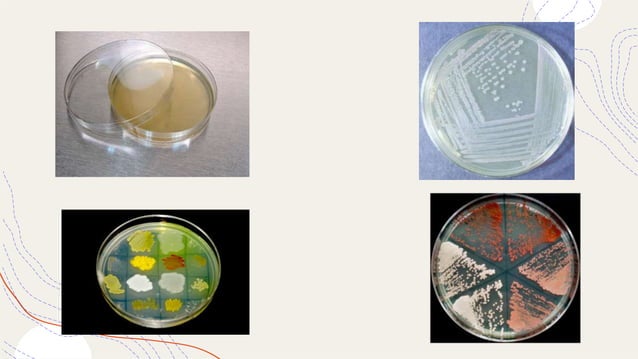 Preparation of bacterial culture media | PPTX