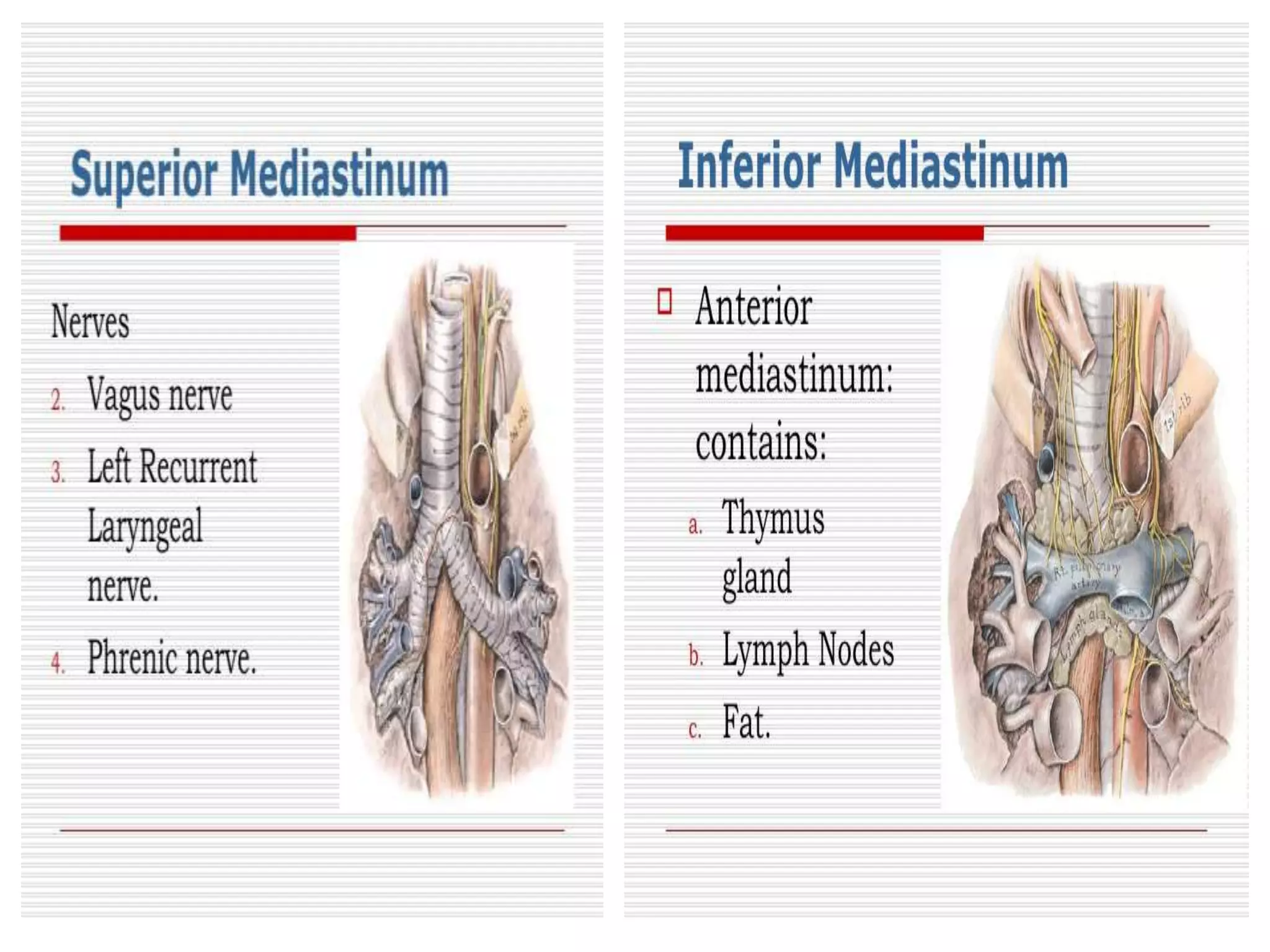 Mediastinal anatomy ,classification of mediastinal masses ans its ...