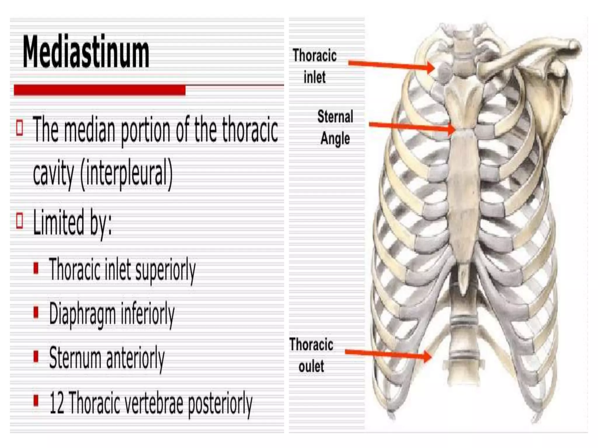 Mediastinal anatomy ,classification of mediastinal masses ans its ...