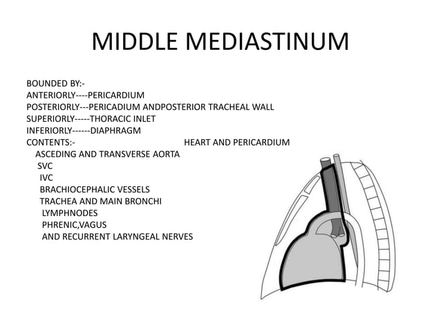 Mediastinal anatomy ,classification of mediastinal masses ans its ...
