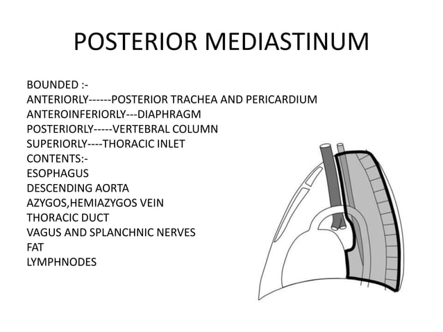 Mediastinal anatomy ,classification of mediastinal masses ans its ...