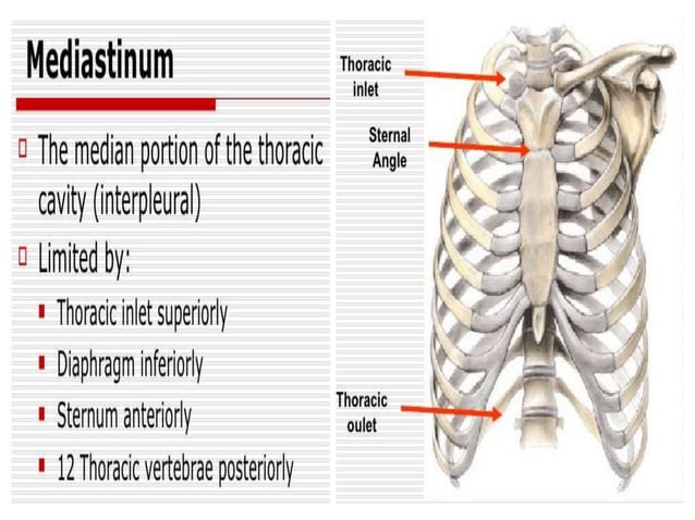 Mediastinal anatomy ,classification of mediastinal masses ans its ...