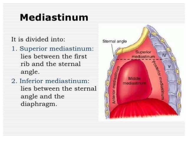 Mediastinal anatomy ,classification of mediastinal masses ans its loc…