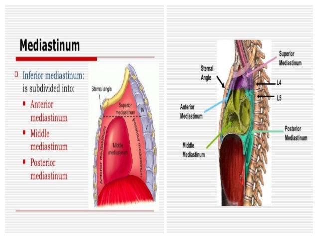 Mediastinal anatomy ,classification of mediastinal masses ans its loc…