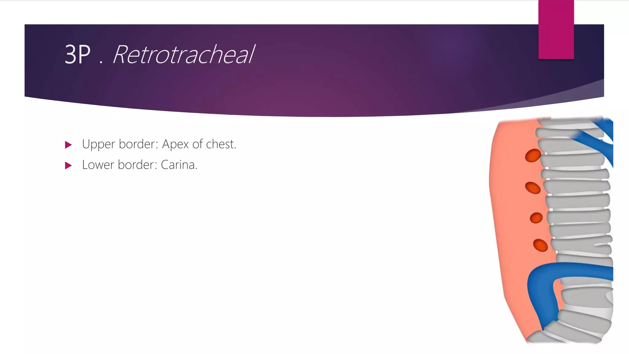 Mediastinal Lymph Nodes Pptx 4301