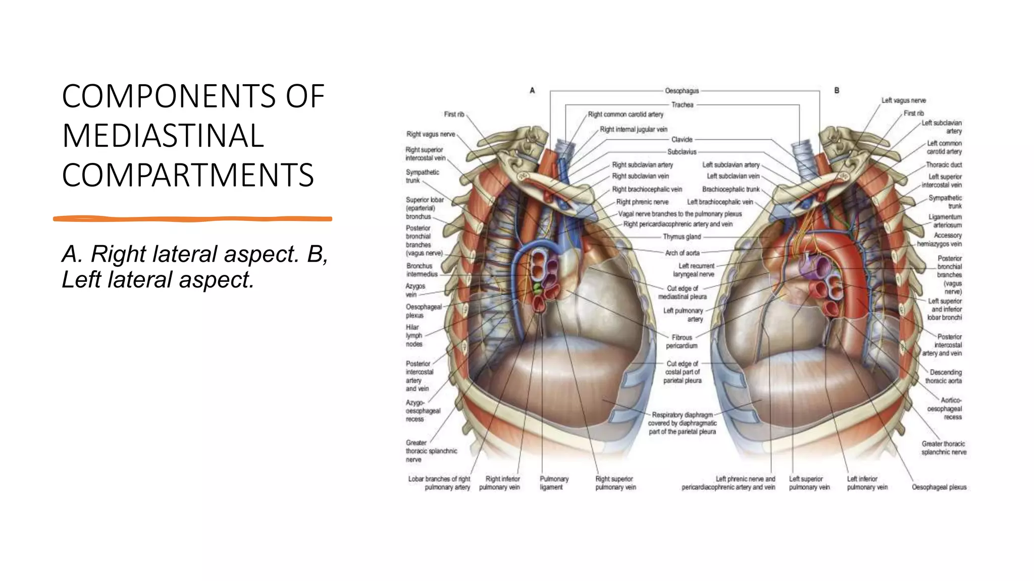 MEDIASTINAL TUMORS | PPTX