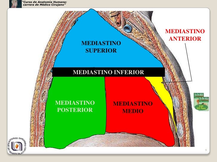 Mediastino