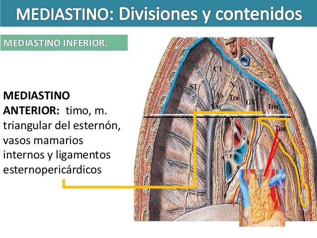 Mediastino