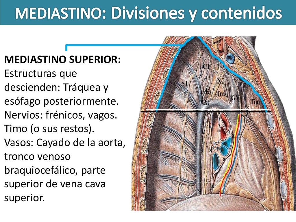 Mediastino