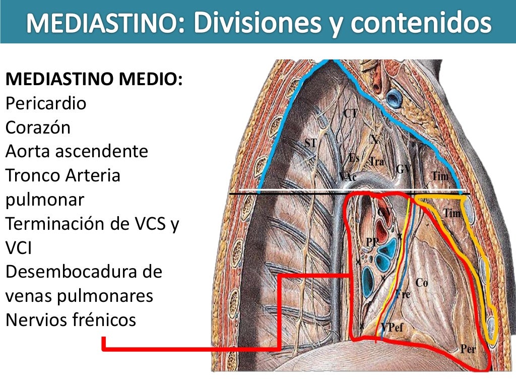 Mediastino