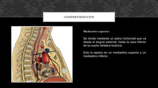 Mediastino | PPTX