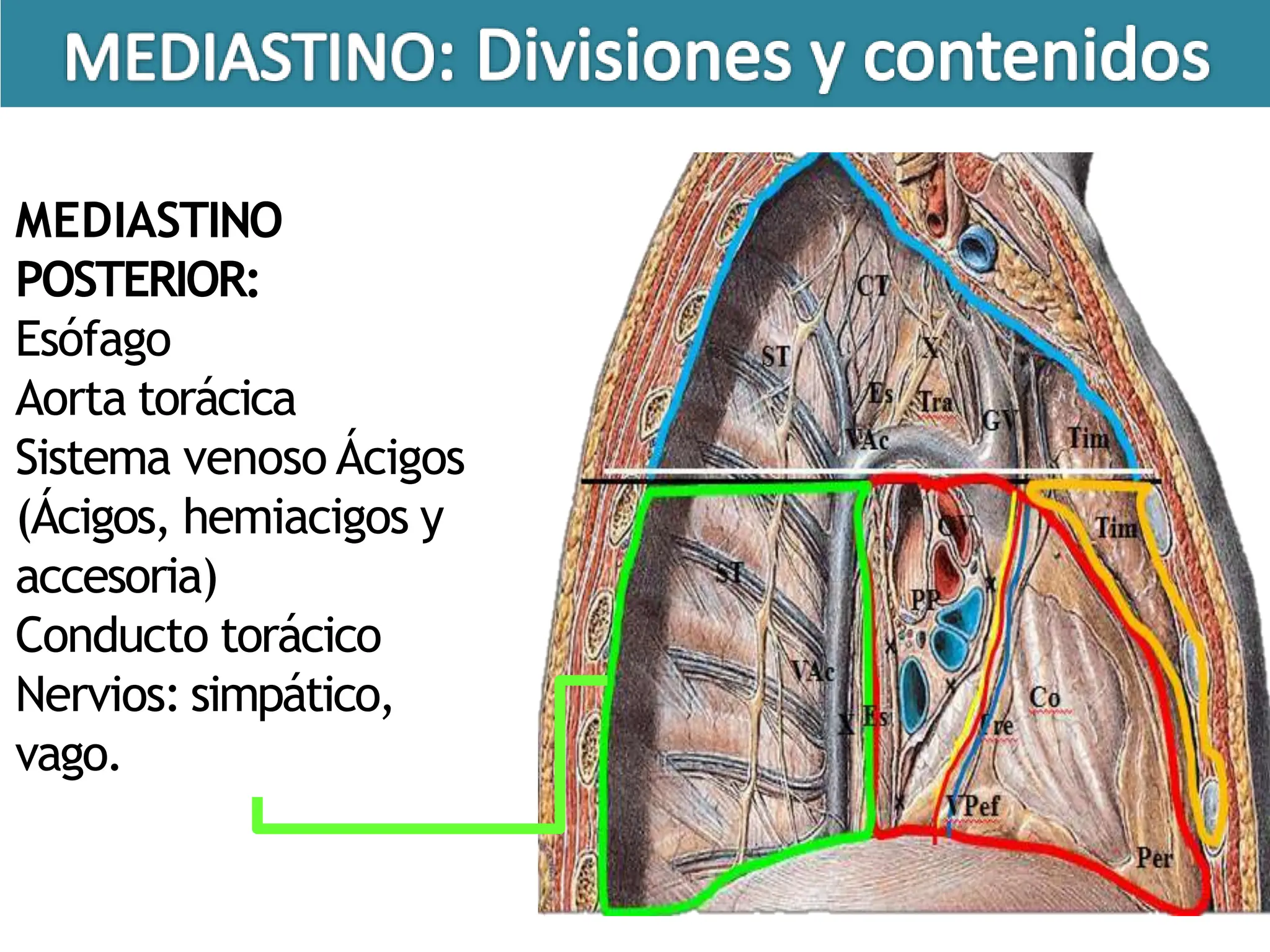 anatomía del mediastino - ANATOMÍA HUMANA | PPT