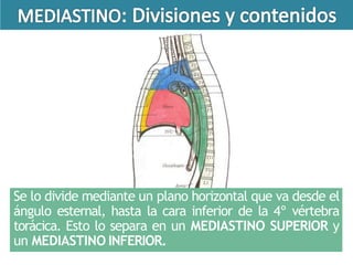anatomía del mediastino - ANATOMÍA HUMANA | PPTX