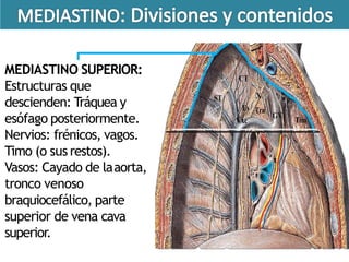 anatomía del mediastino - ANATOMÍA HUMANA | PPTX