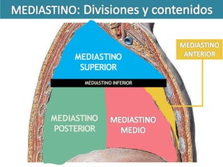 anatomía del mediastino - ANATOMÍA HUMANA | PPTX