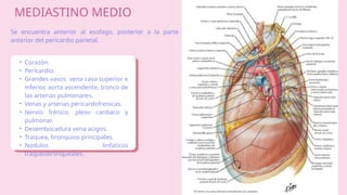 ANATOMÍA DE TÓRAX: Mediastino, delimitaciones, irrigación, inervación ...