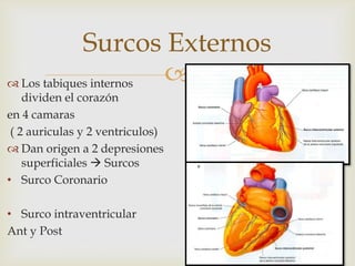 Mediastino medio de la cavidad | PPTX