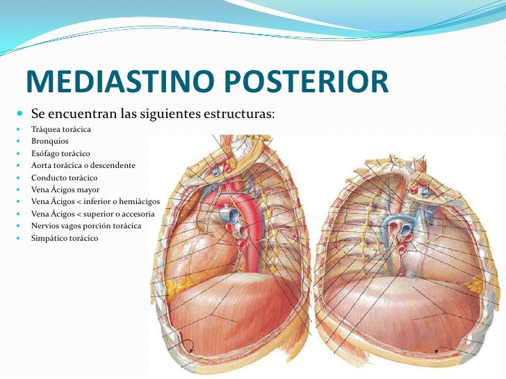 Mediastino posterior
