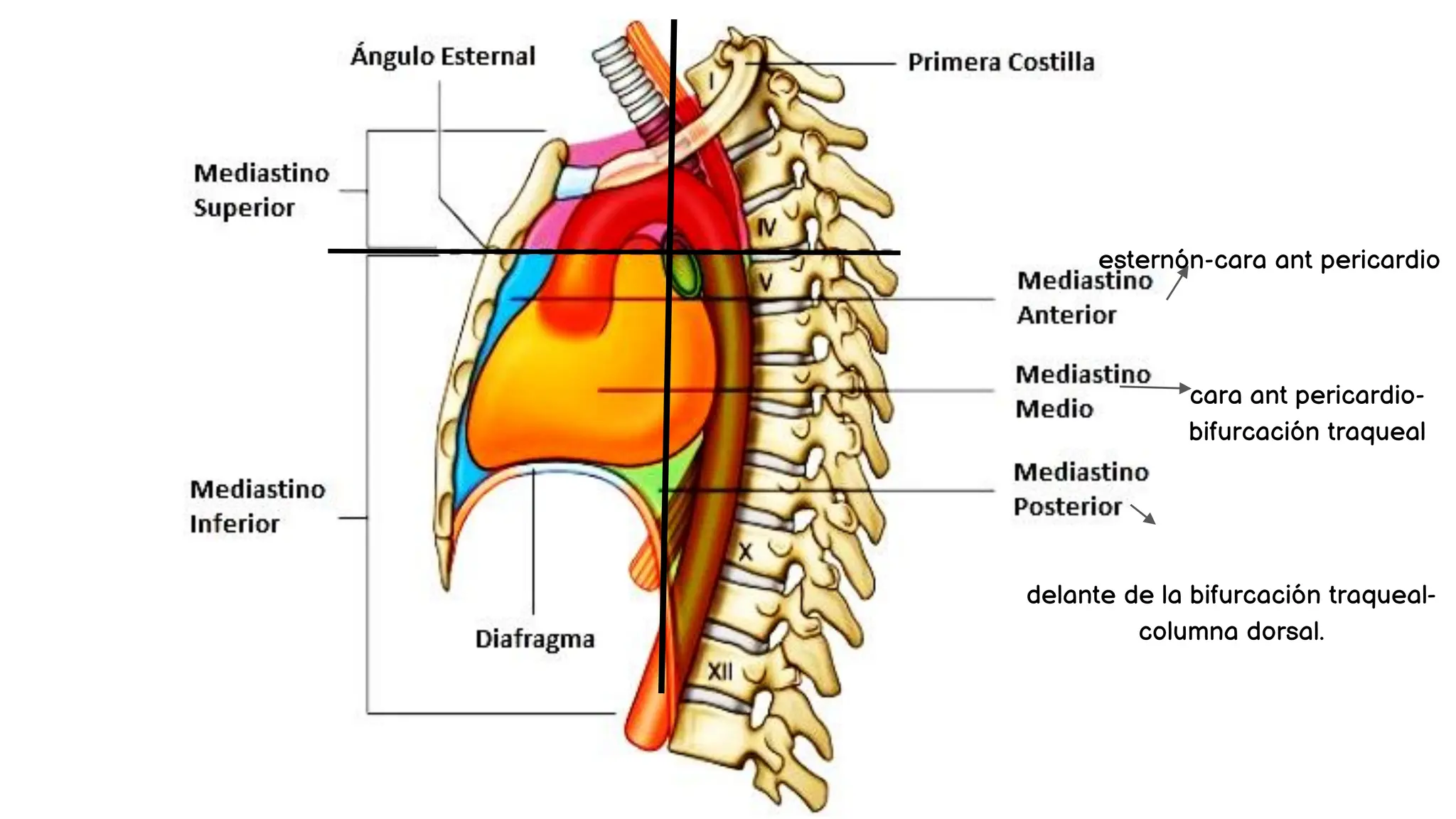 Mediastino repaso importante anatomico.pdf