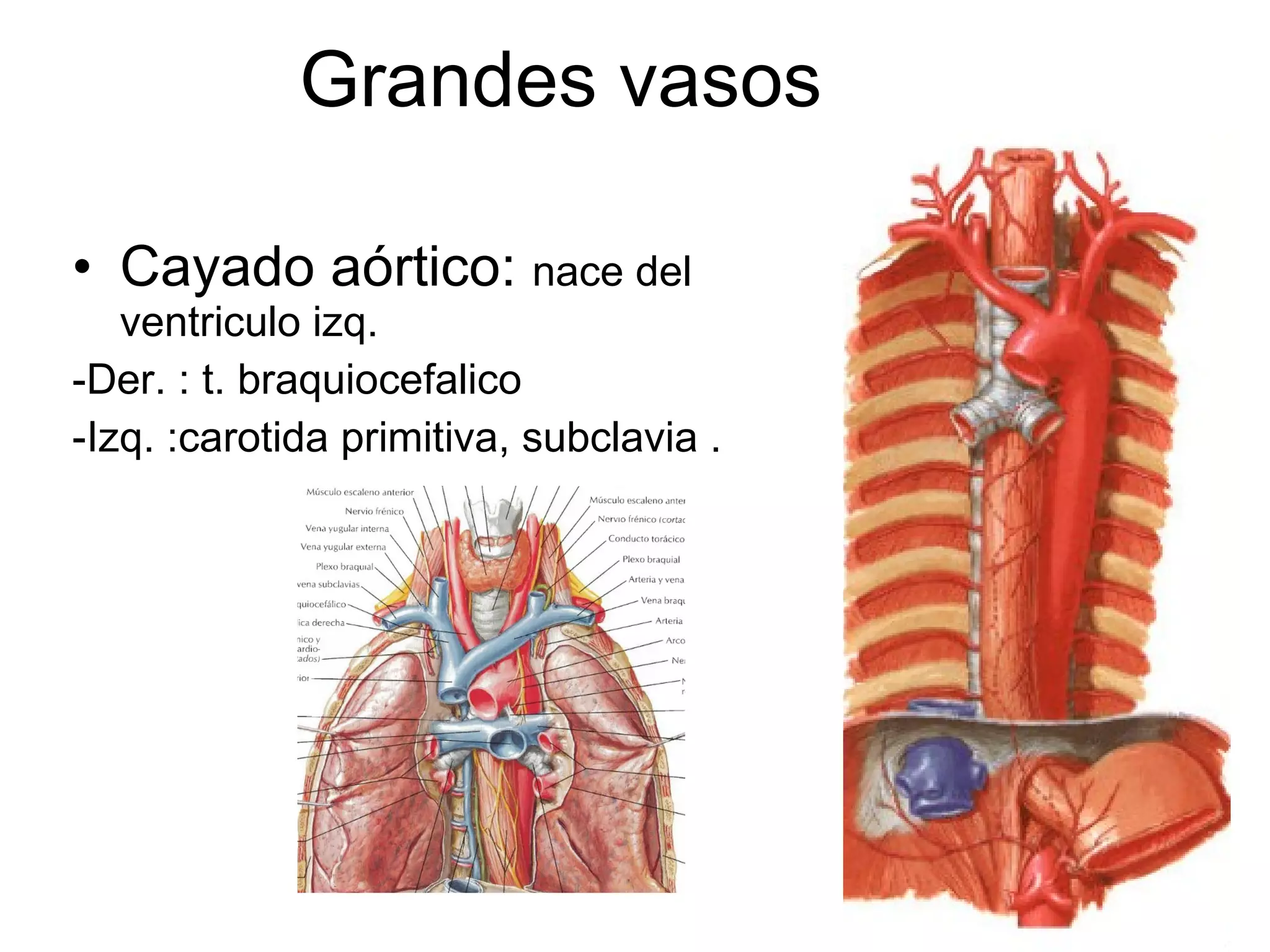 Mediastino superior | PPT