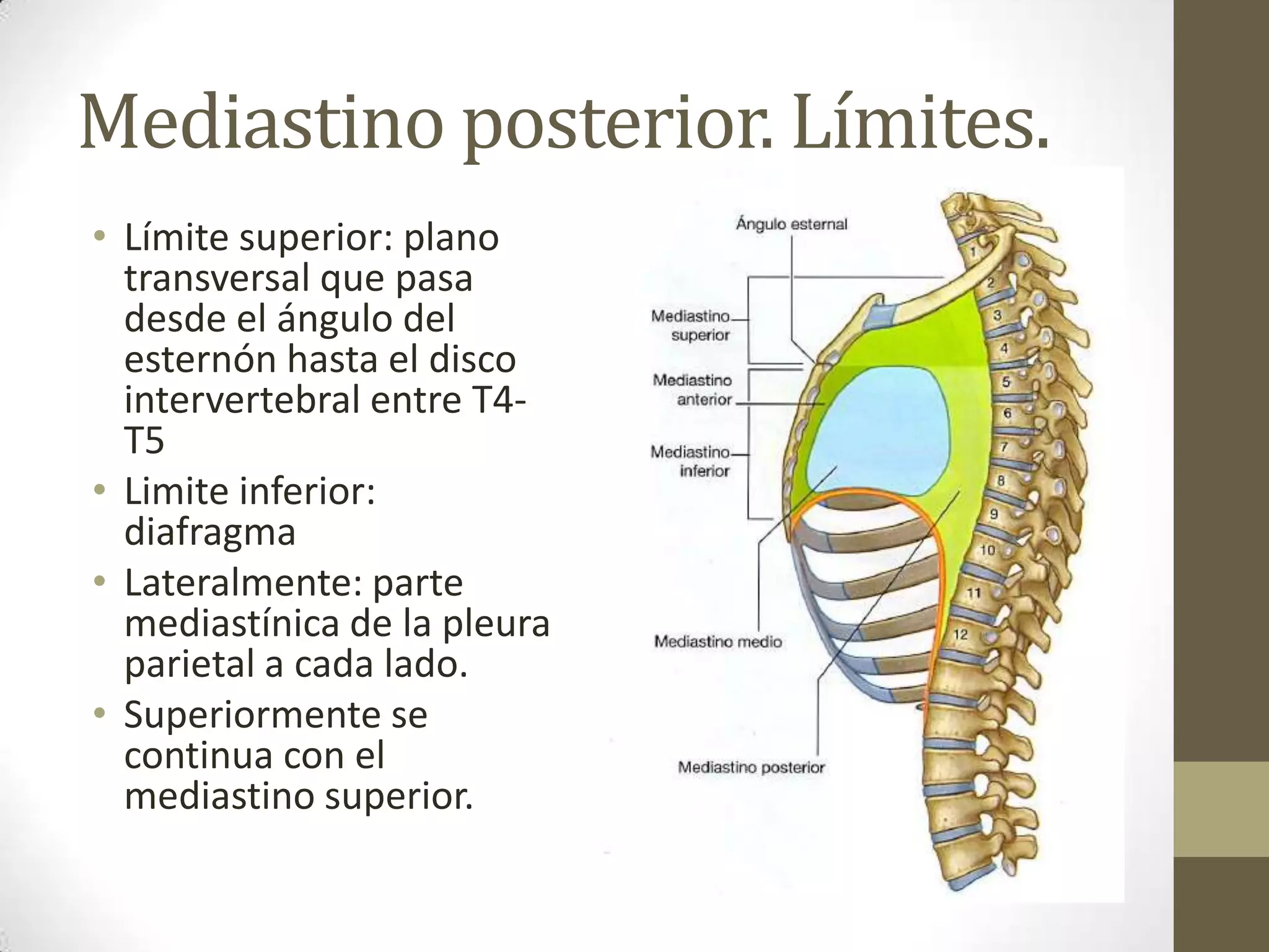 Mediastino superior y posterior | PPTX