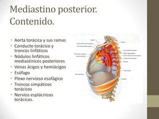Mediastino superior y posterior | PPTX