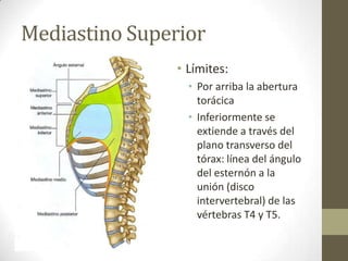 Mediastino superior y posterior | PPTX