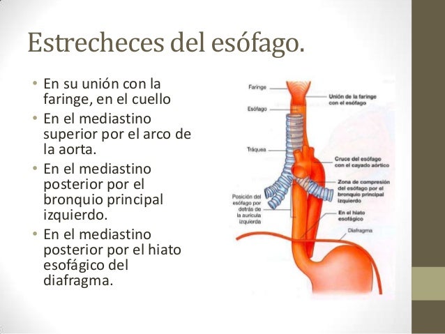 Mediastino superior y posterior