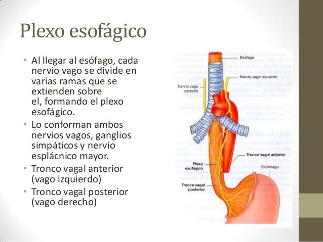 Mediastino superior y posterior