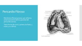 Anatomía Mediastino y Pericardio- 12_GAL.pptx