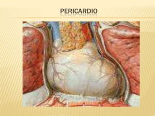 Mediastino y pericardio | PPTX