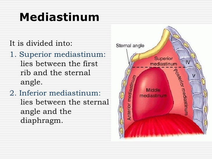 Mediastinum