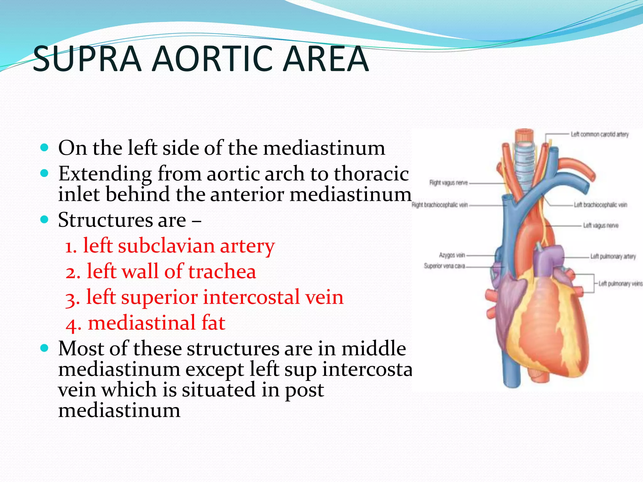 Mediastinum | PPTX