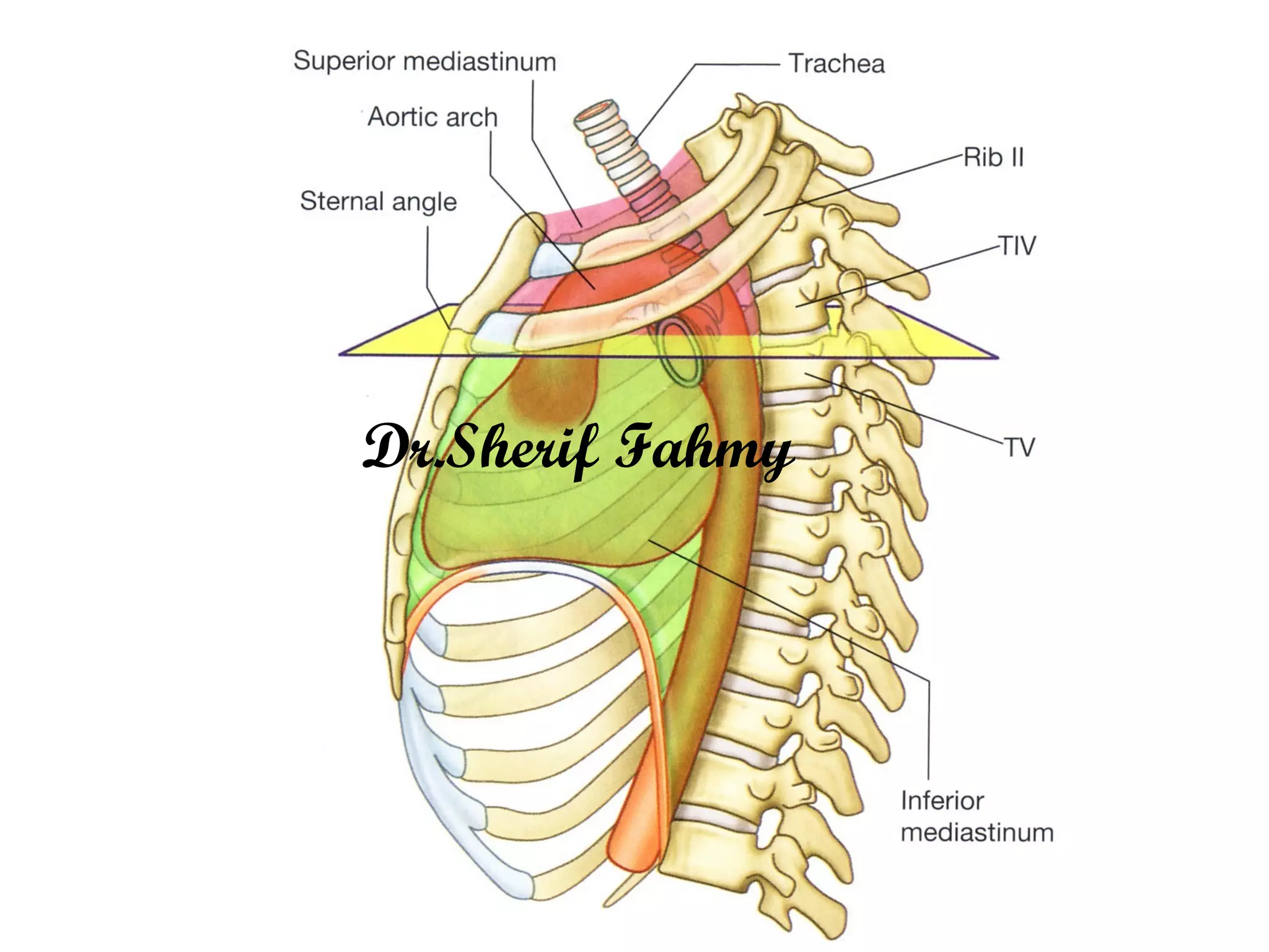 Mediastinum (Anatomy of the Thorax) | PPS