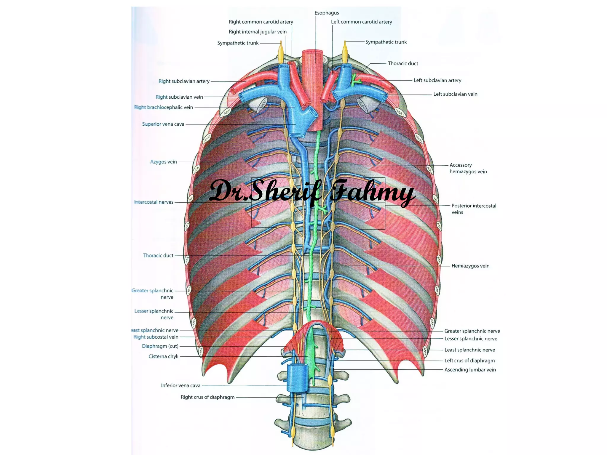 Mediastinum (Anatomy of the Thorax) | PPS