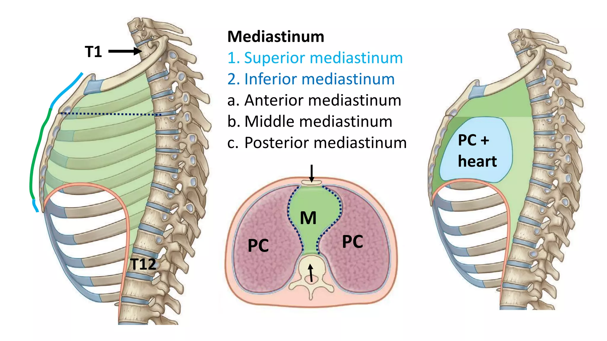 Mediastinum | PDF