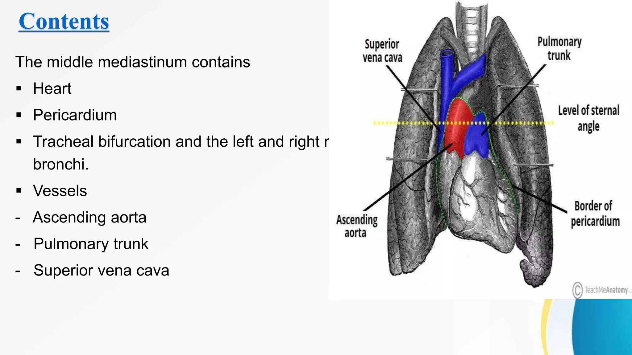 Mediastinum.pptx
