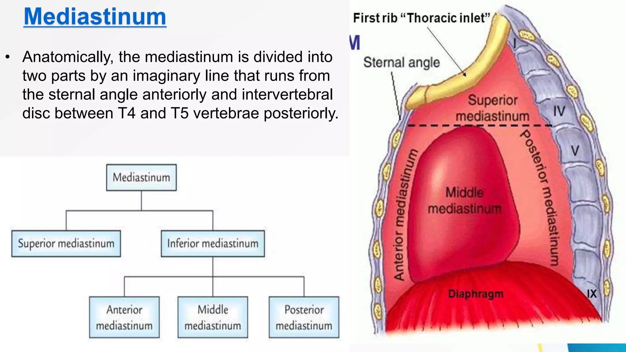 Mediastinum.pptx